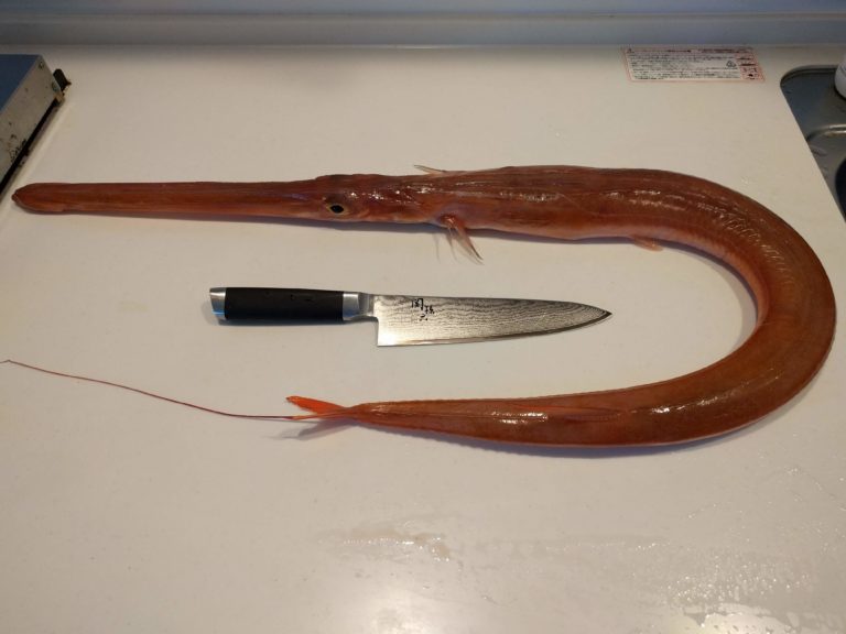 赤くて口の長い奇妙な高級魚 アカヤガラ～旬・さばき方・値段～ | 魚たべよ